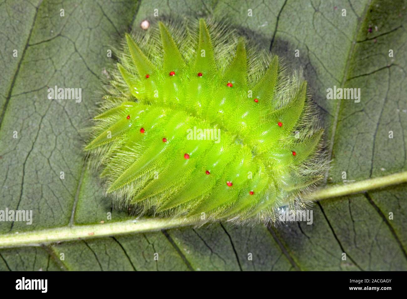 Slug moth caterpillar (Family Limacodidae) on a leaf in the rainforest ...