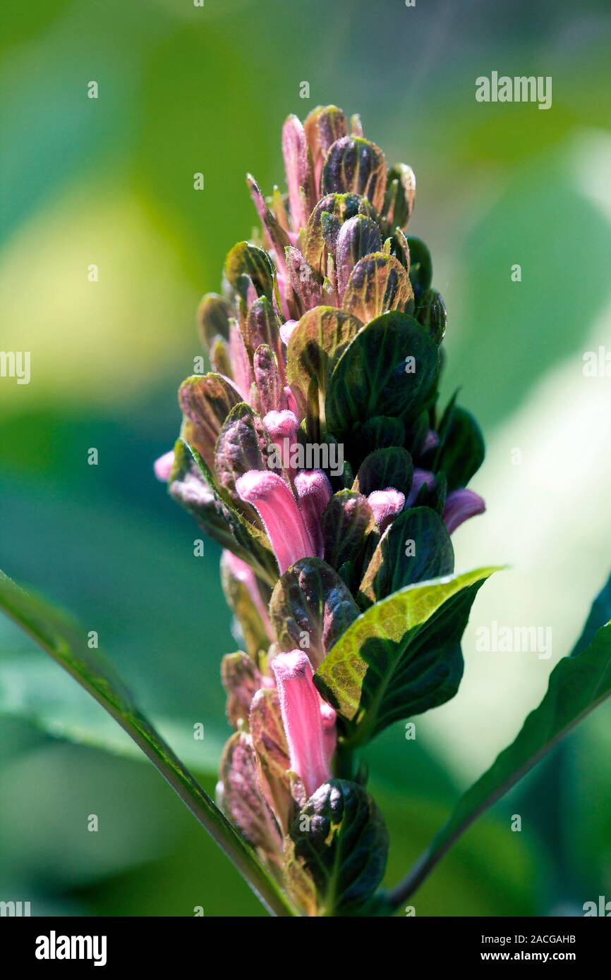 Brazilian Plume Flower (Jacobinia carnea), showing both foliage and ...