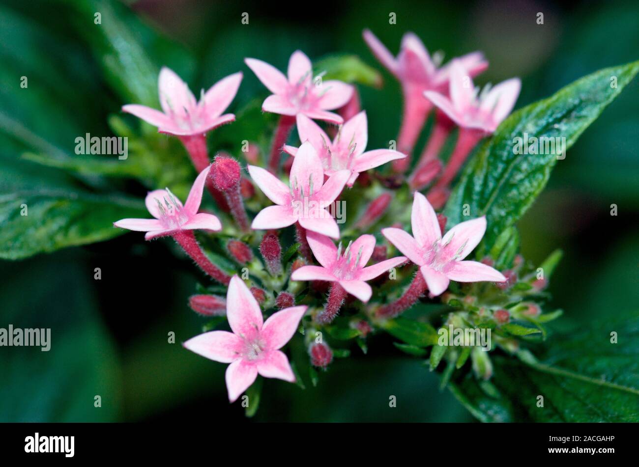 Flowers of Pentas lanceolata Stock Photo - Alamy
