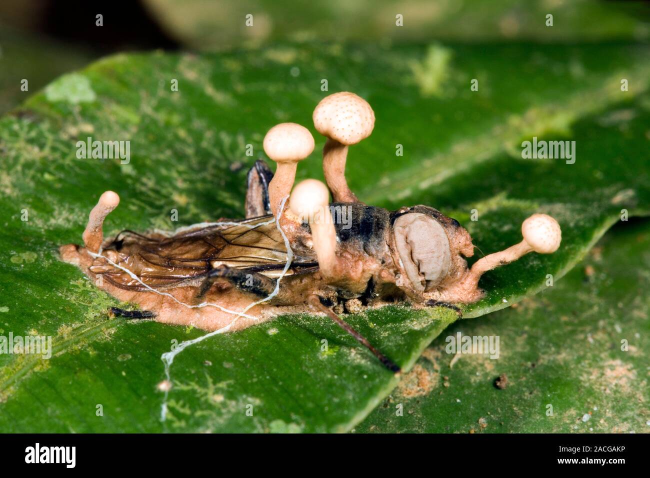 Cordyceps fungus growing on a large dead fly. Cordyceps is an example ...