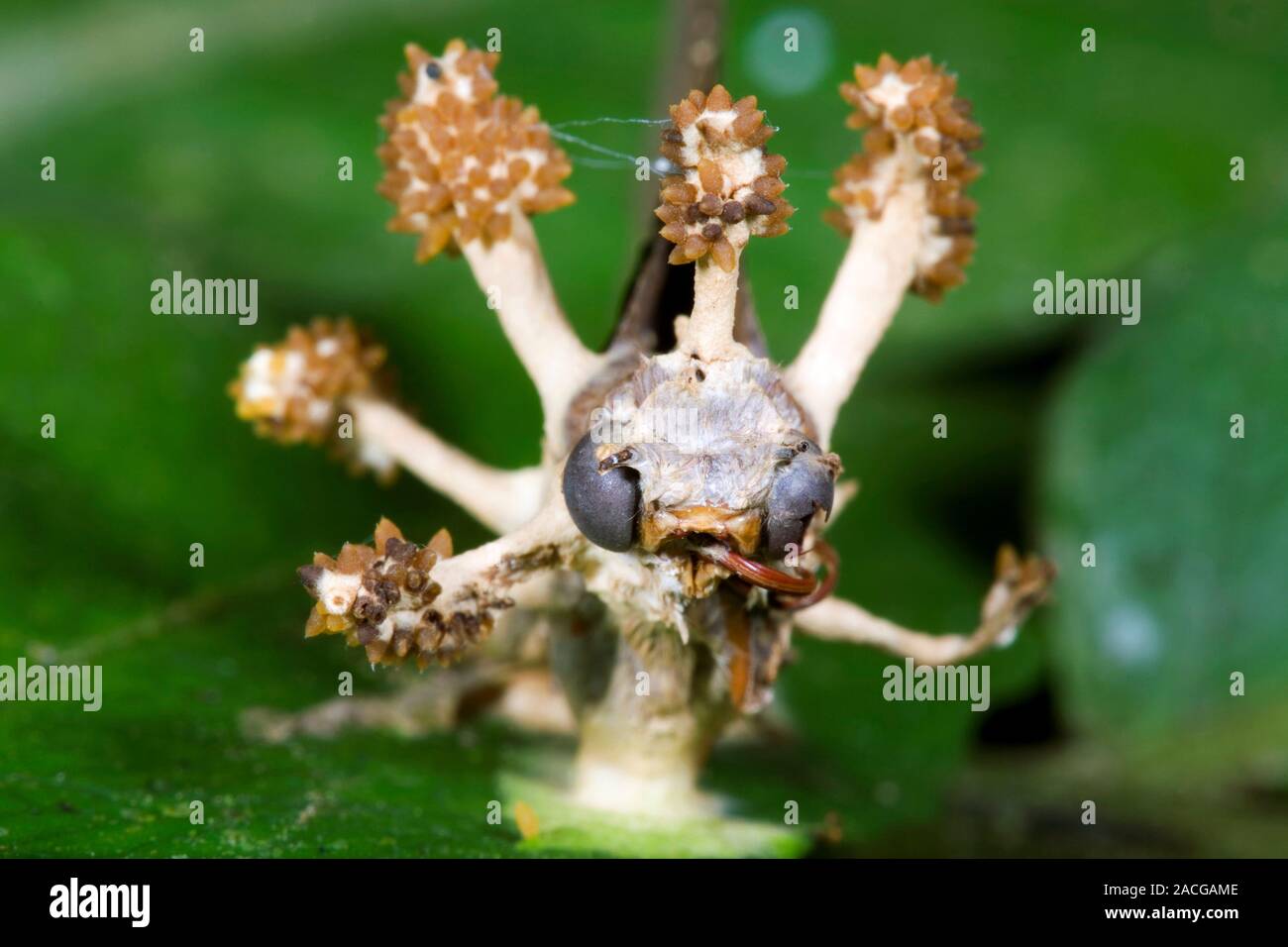 Cordyceps fungus growing on a dead moth. Cordyceps is an example of a ...