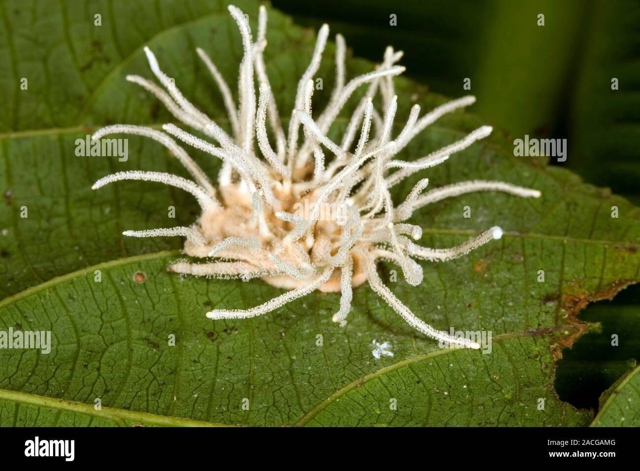 Cordyceps fungus growing on a dead insect. Cordyceps is an example of a ...
