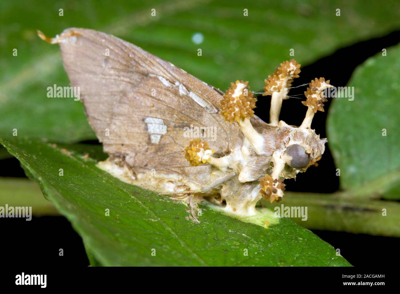 Cordyceps fungus growing on a dead moth. Cordyceps is an example of a ...