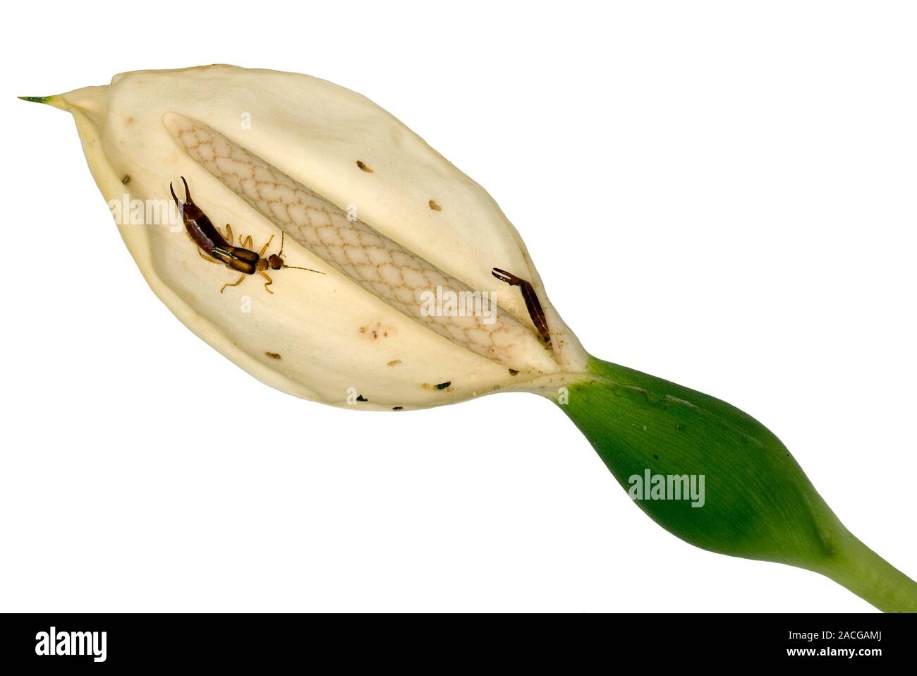 Earwigs in the flower of an arum lily (Family Araceae). Earwigs (Order ...