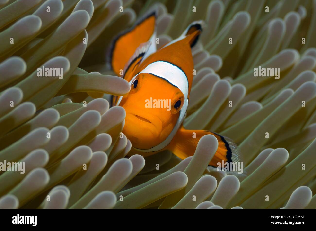 False clown anemonefish (Amphiprion ocellaris) in its host anemone ...