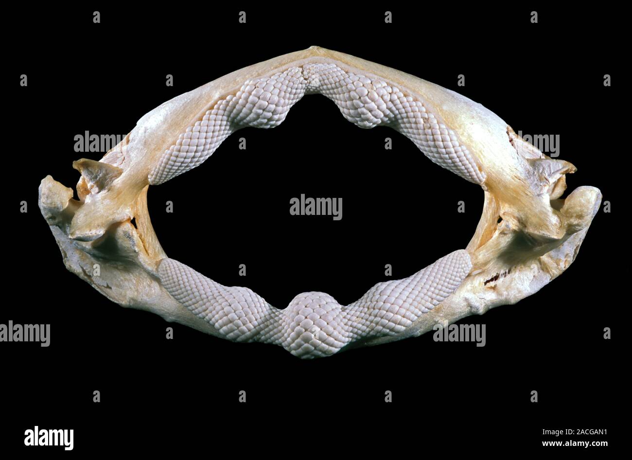 19th century smooth-hound jaw, showing the rows of flat teeth. Smooth ...