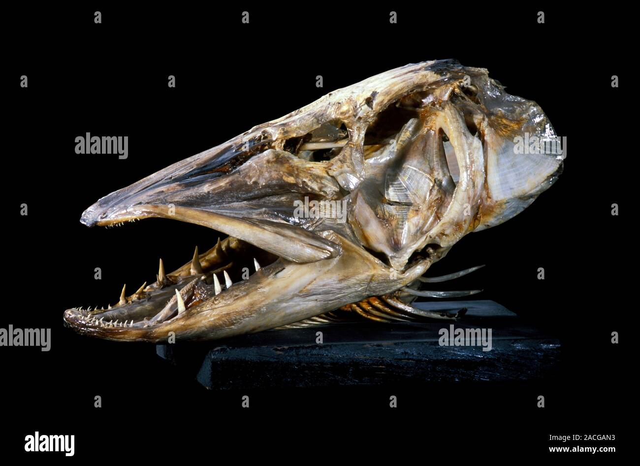 19th century preserved pike head. Head of a pike (Esox sp.) fish that ...