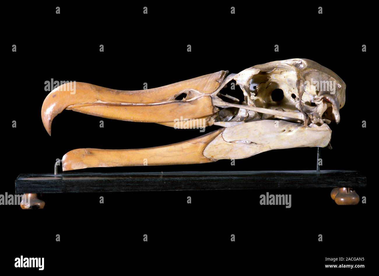 19th century preserved albatross head. Head of an albatross (family ...