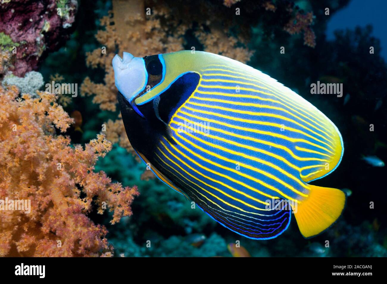 Emperor angelfish (Pomacanthus imperator) on a coral reef. This fish ...