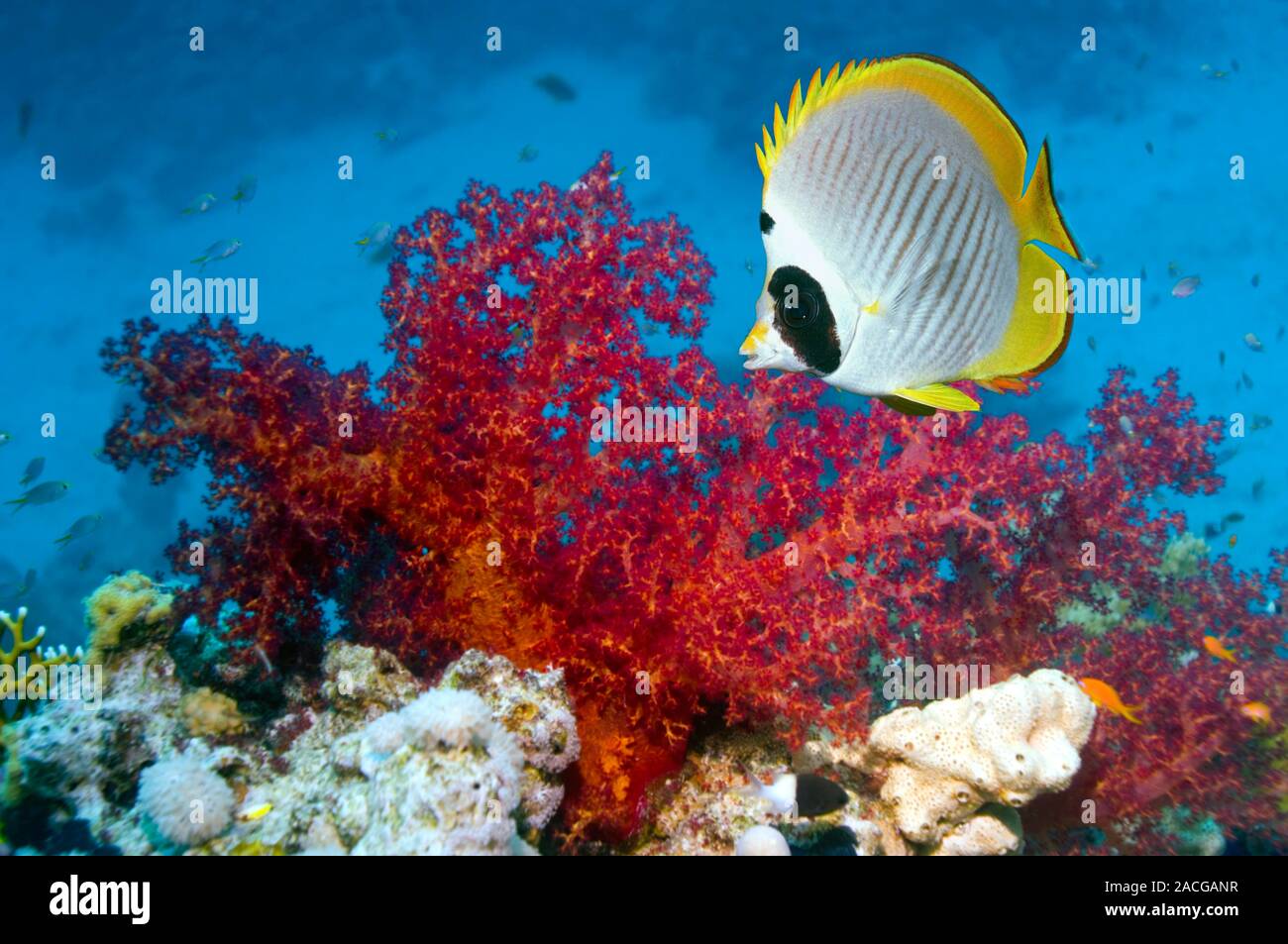 Panda butterflyfish (Chaetodon adiergastos) over soft corals ...