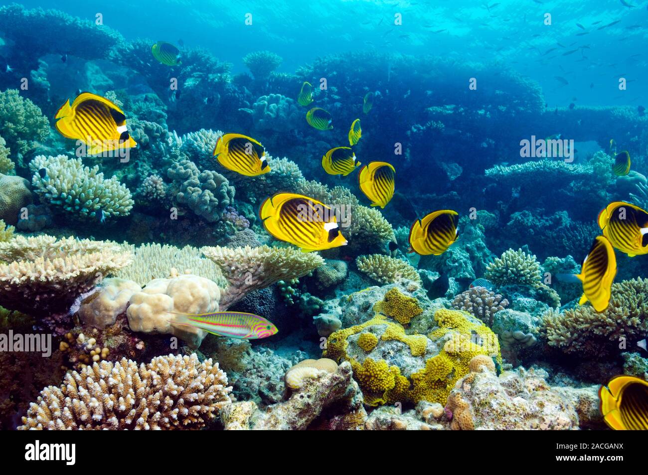 Red Sea raccoon butterflyfish (Chaetodon fasciatus) over a coral reef ...