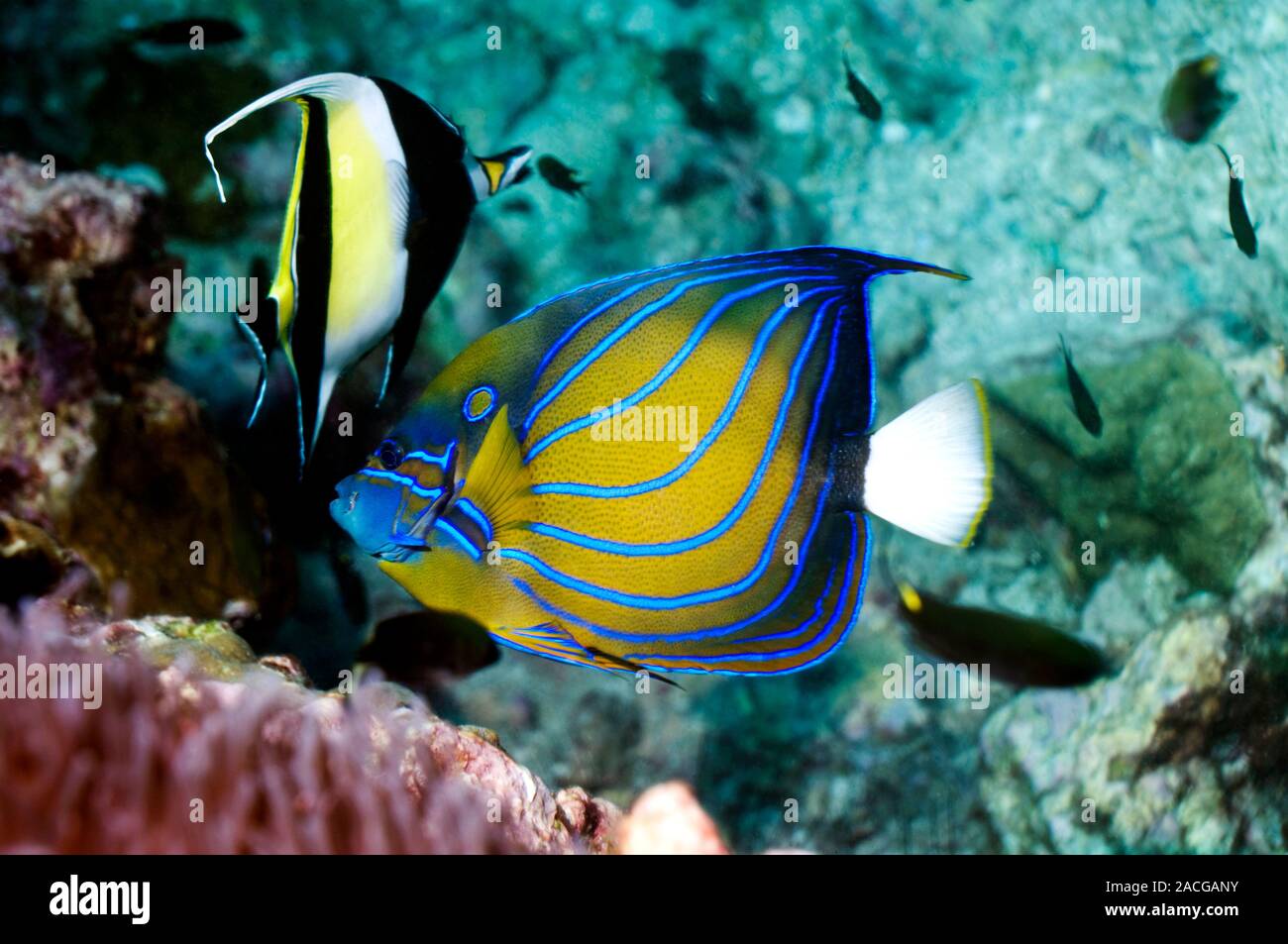 Bluering angelfish (Pomacanthus annularis) and a moorish idol (Cornutus ...