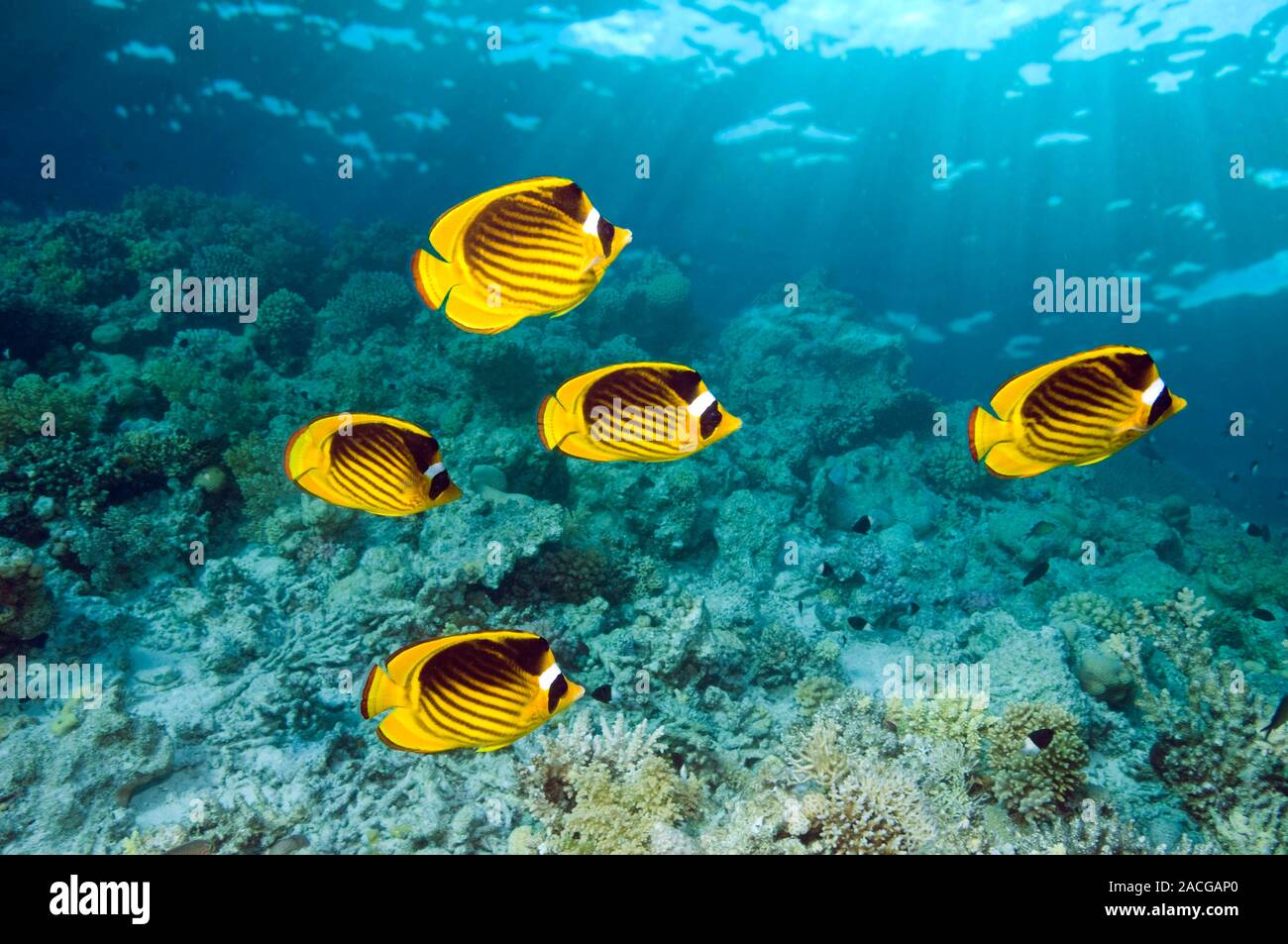 Red Sea raccoon butterflyfish (Chaetodon fasciatus) over a coral reef ...
