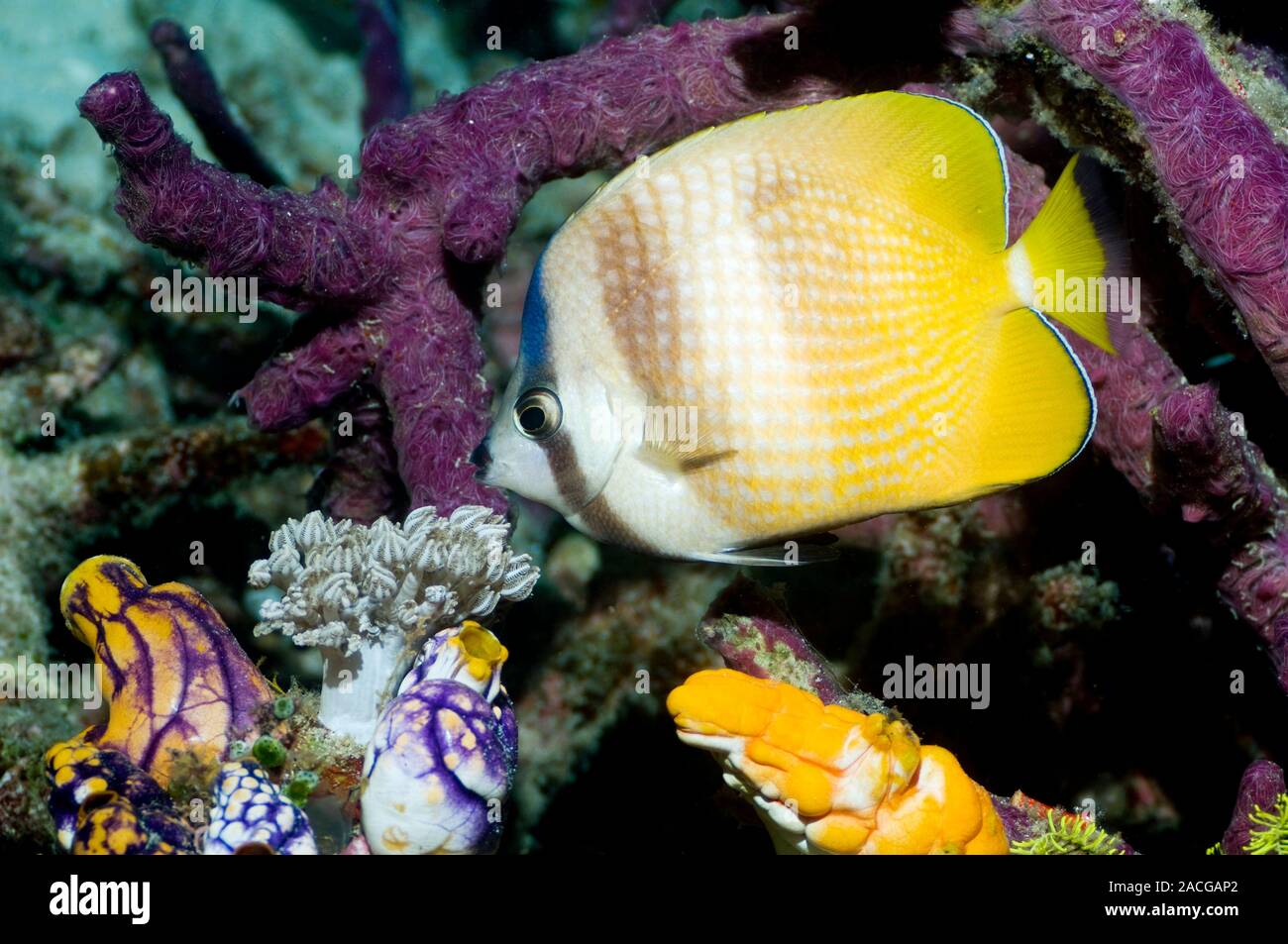 Klein's butterflyfish (Chaetodon kleinii) with sea squirts (lower left ...