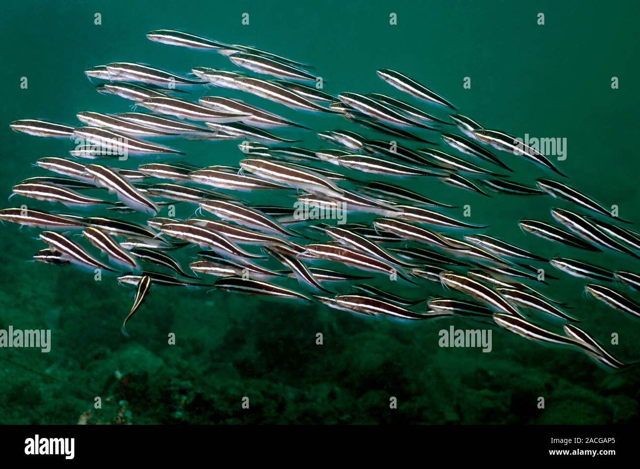 Striped catfish (Plotosus lineatus). These fish have poisonous spines ...