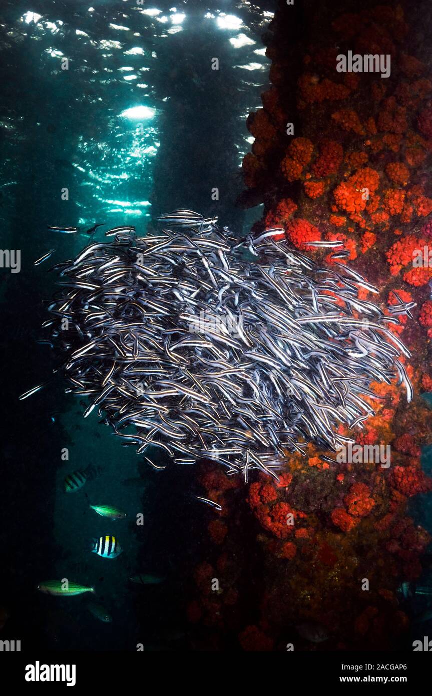 Convict blenny (Pholidichthys leucotaenia) school of juveniles forming ...