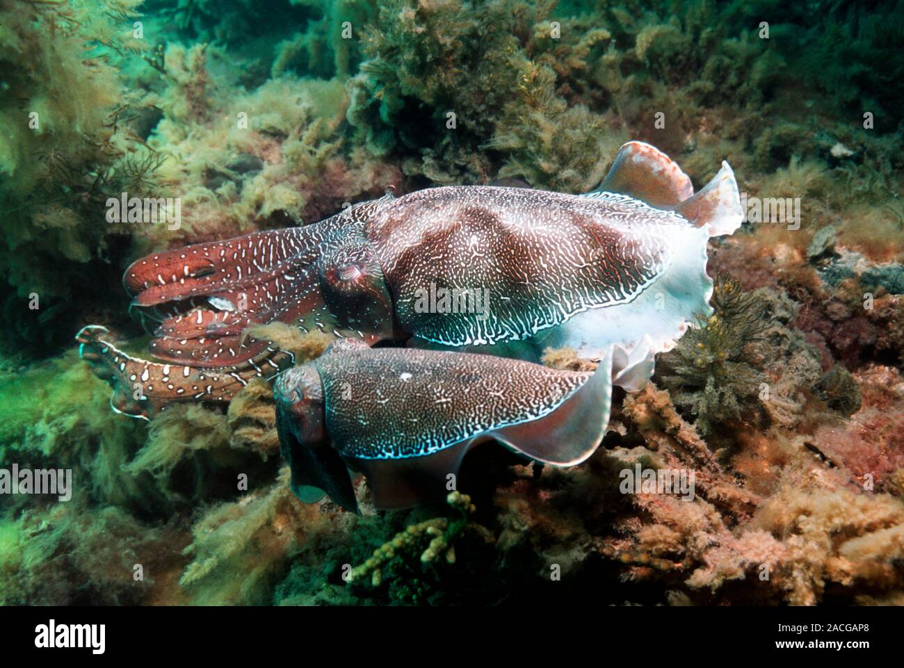 Giant cuttlefish (Sepia apama) male (top) guarding an egg-laying female ...