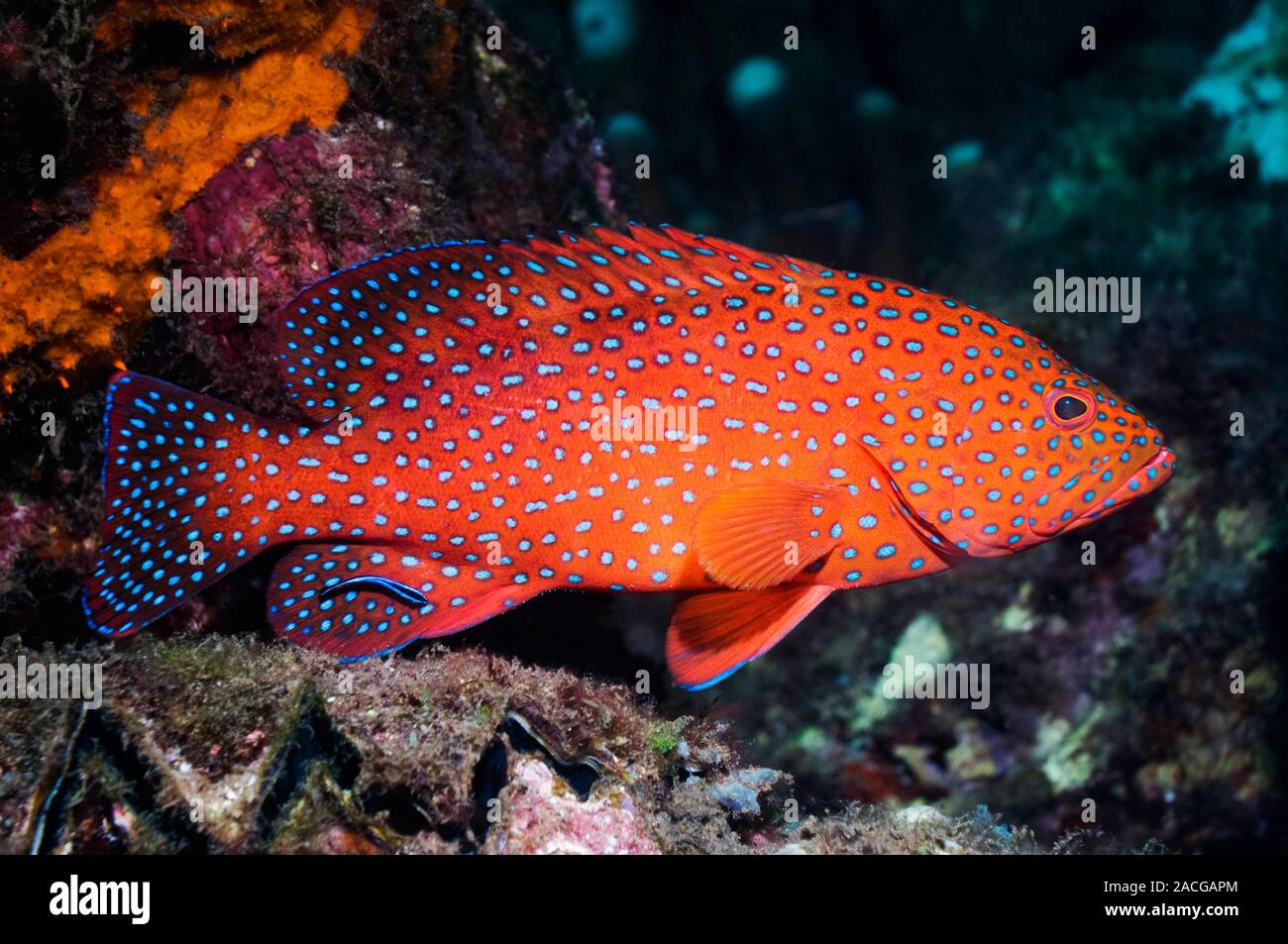 Coral hind (Cephalopholis miniata) on a coral reef, with a small ...