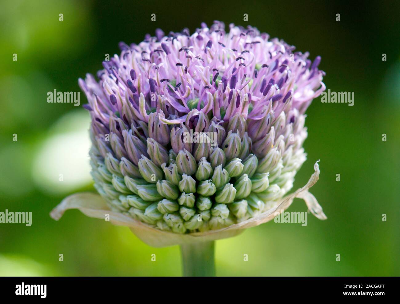 A single flower of an ornamental onion (Allium 'Gladiator' Stock Photo ...