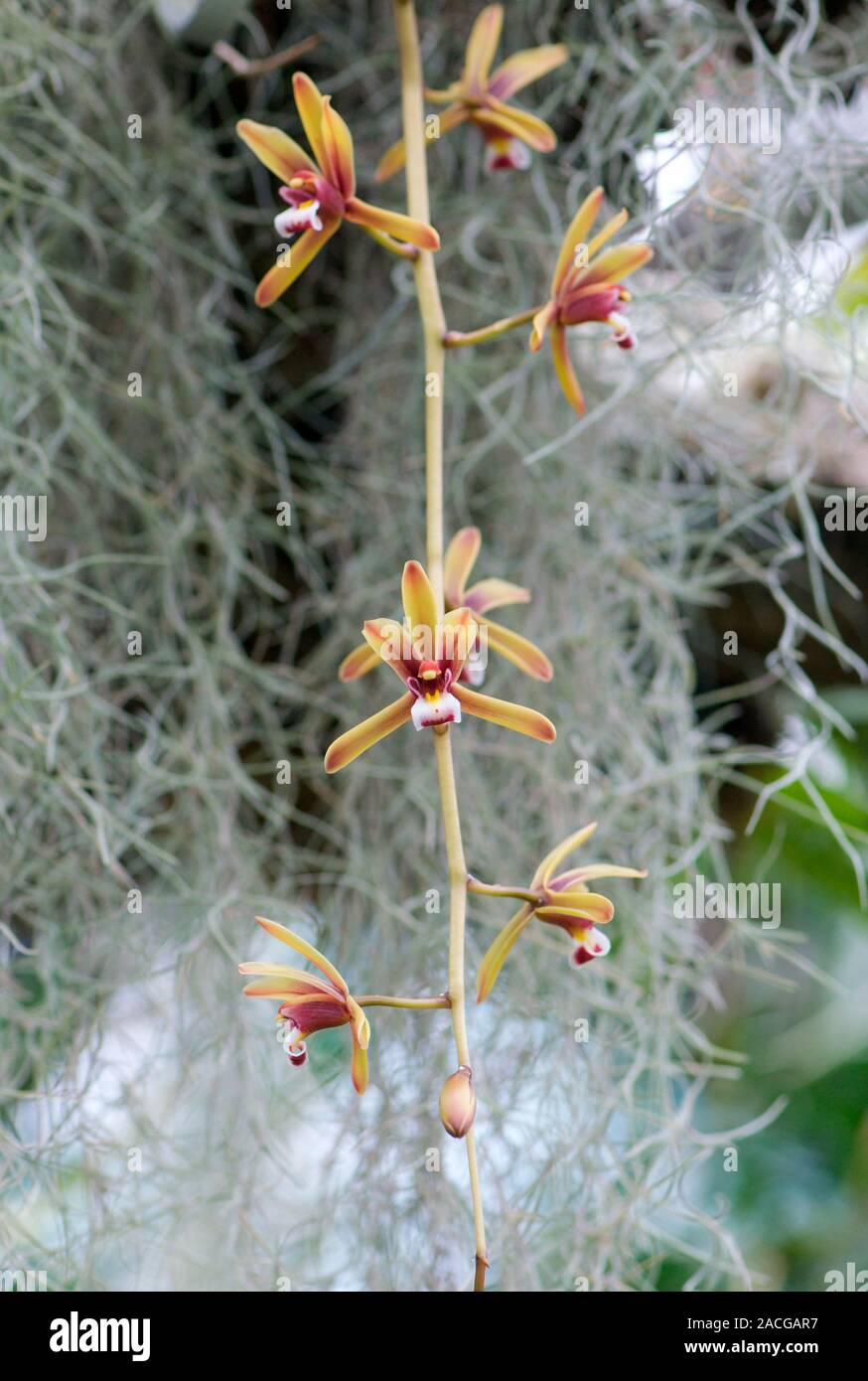 Flowers of Cymbidium finlaysonianum Stock Photo - Alamy