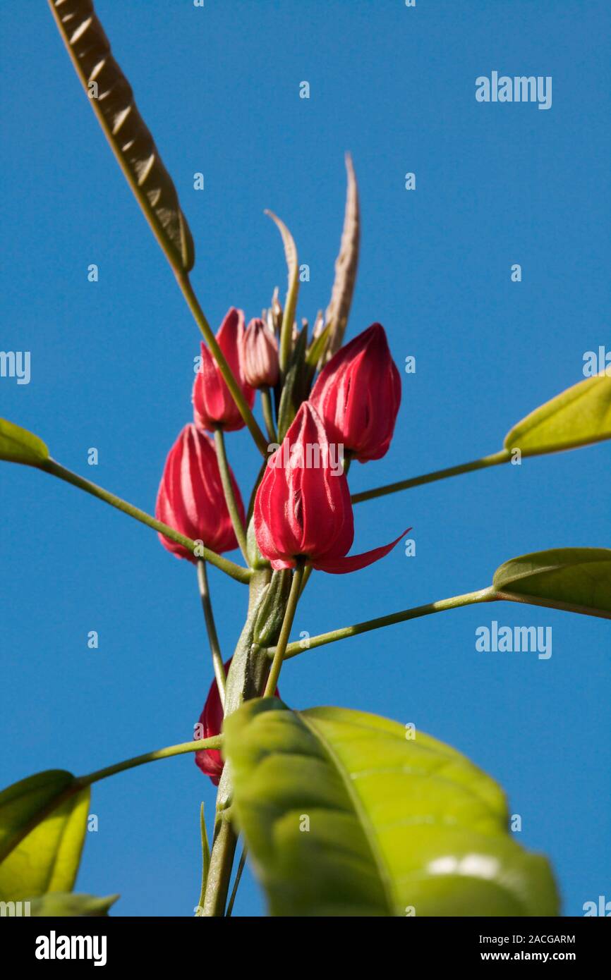 Foliage and flowers of Wax Mallow (Malvaviscus mollis Stock Photo - Alamy