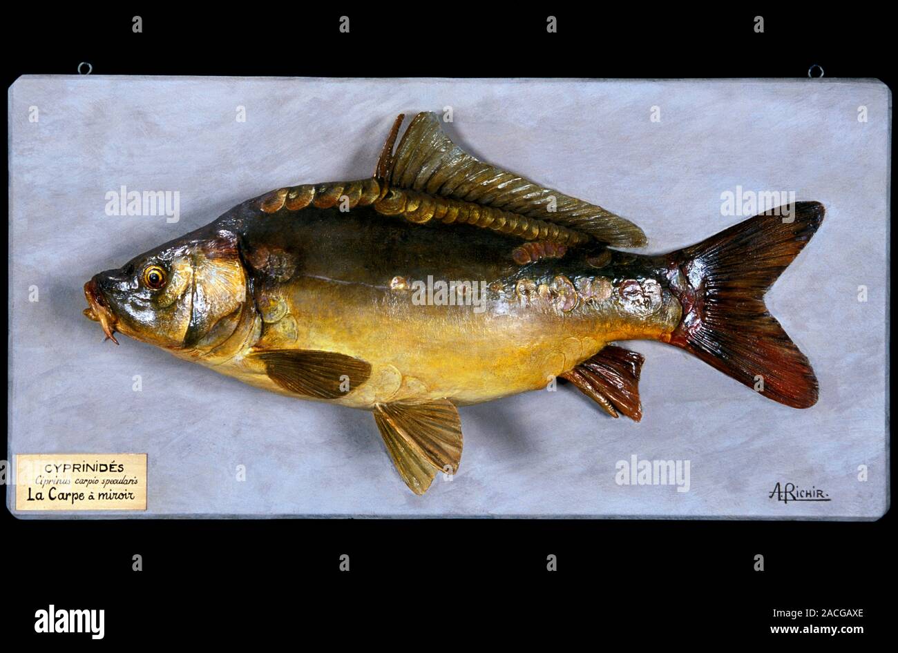 Historical model of a mirror carp. Coloured plaster moulding of a ...