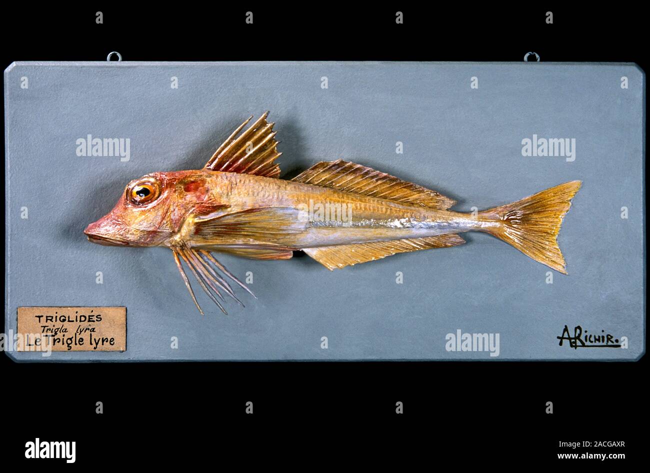 Historical model of a gurnard. Coloured plaster moulding of a lyre ...