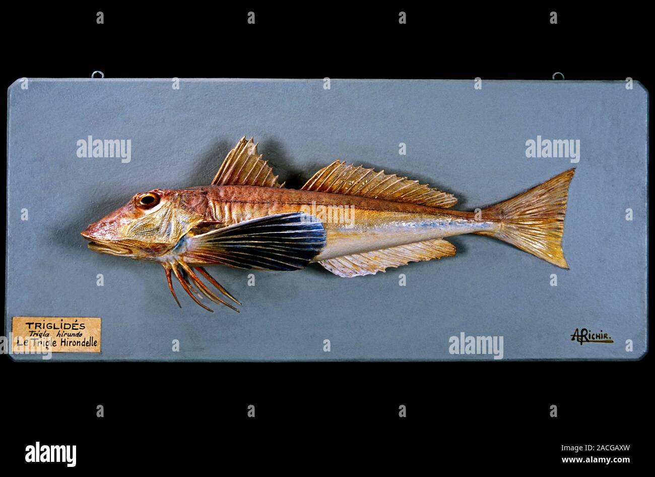 Historical model of a gurnard. Coloured plaster moulding of a tub ...