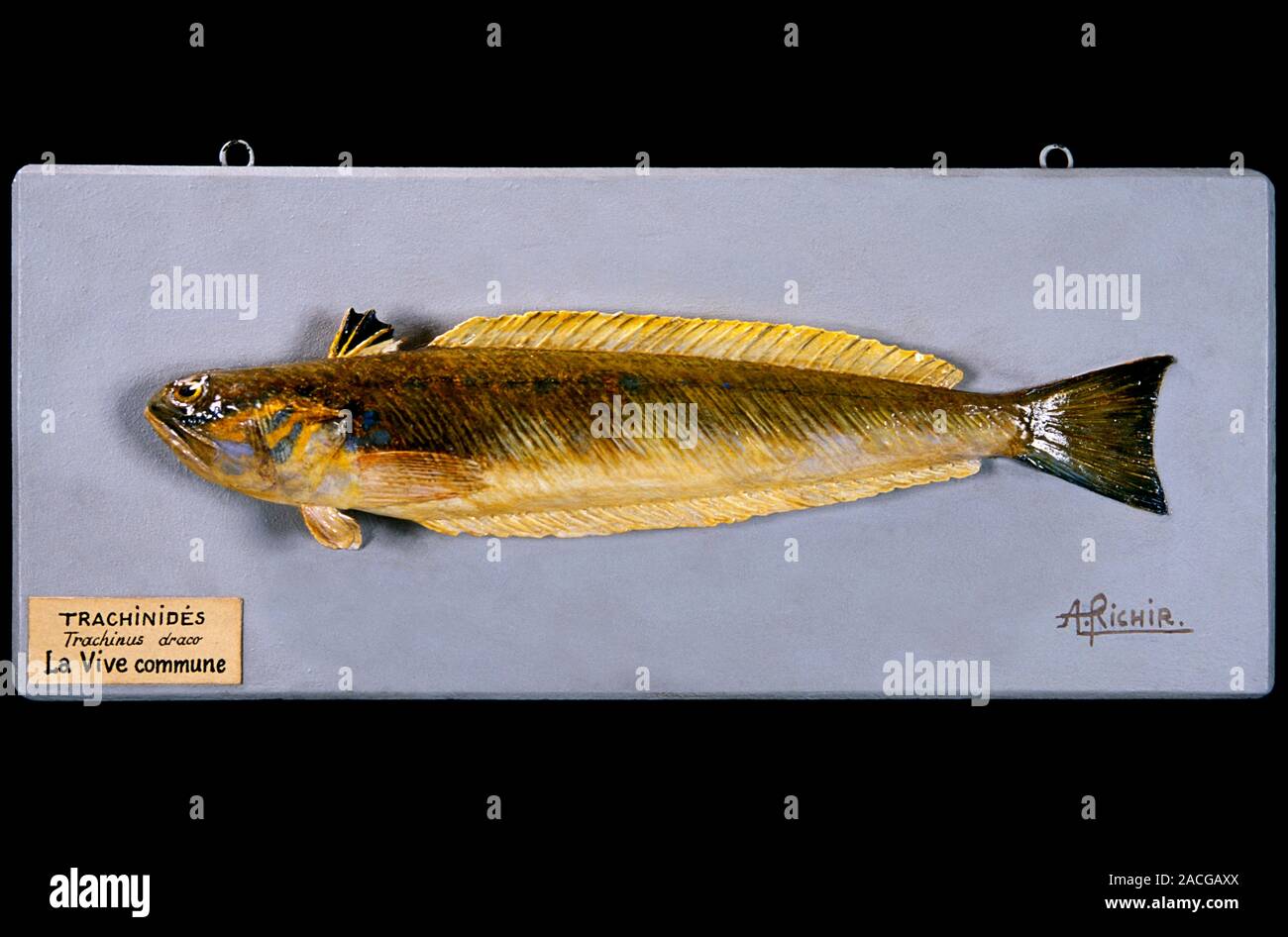 Historical model of a weever fish. Coloured plaster moulding of a ...