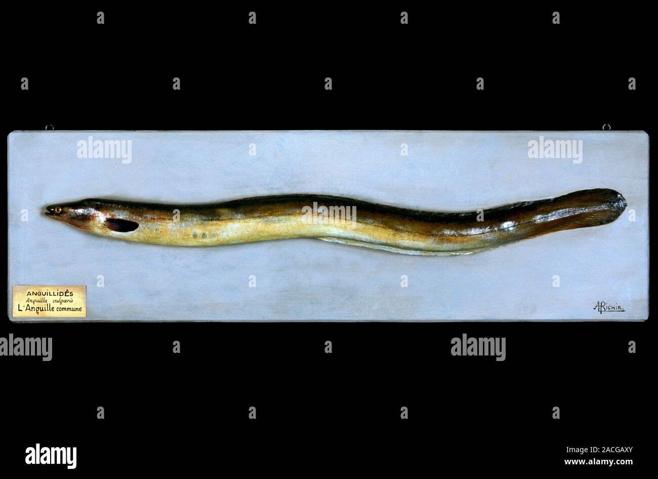 Historical model of an eel. Coloured plaster moulding of a common eel ...