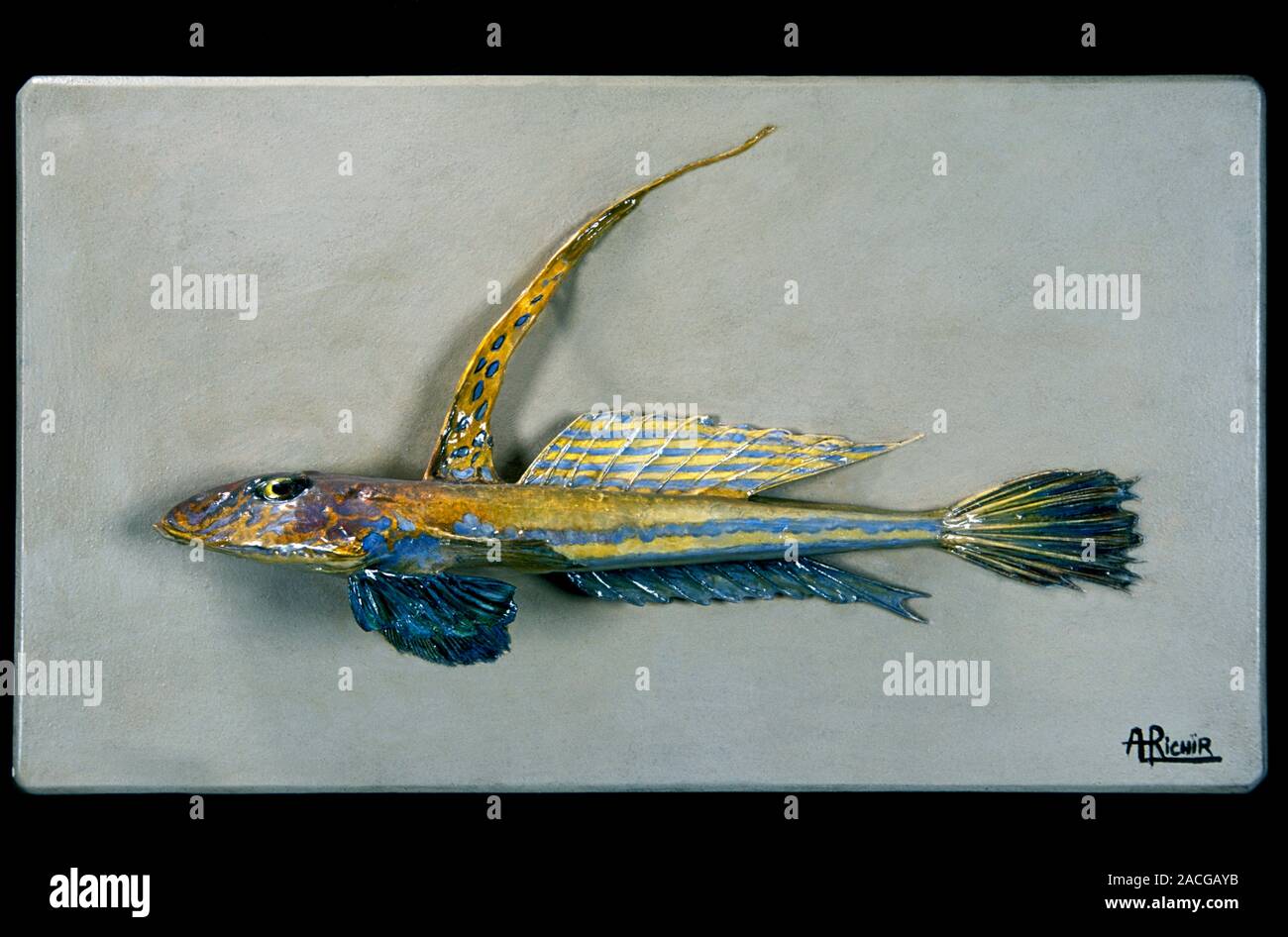 Historical model of a fish. Coloured plaster moulding of a gurnard-like ...