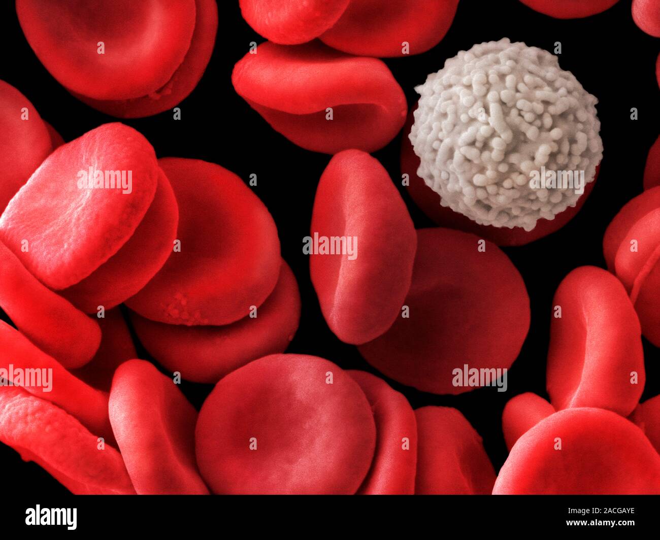 Human red and white blood cells, coloured scanning electron micrograph ...