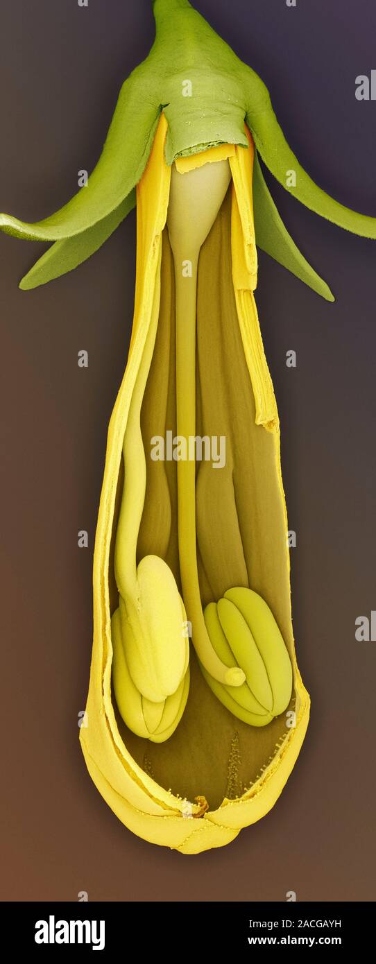 Detail of inside a flower bud, coloured scanning electron micrograph ...