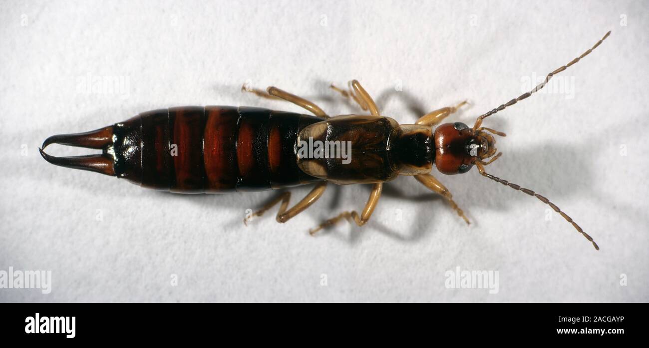 Female adult earwig (Forficula auricularia). Females are easily ...