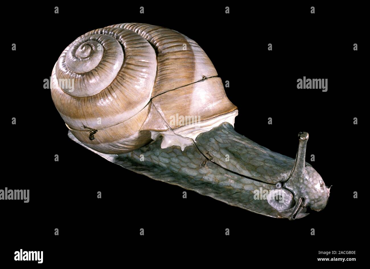 19th century anatomical model of a snail. This papier mache model was ...