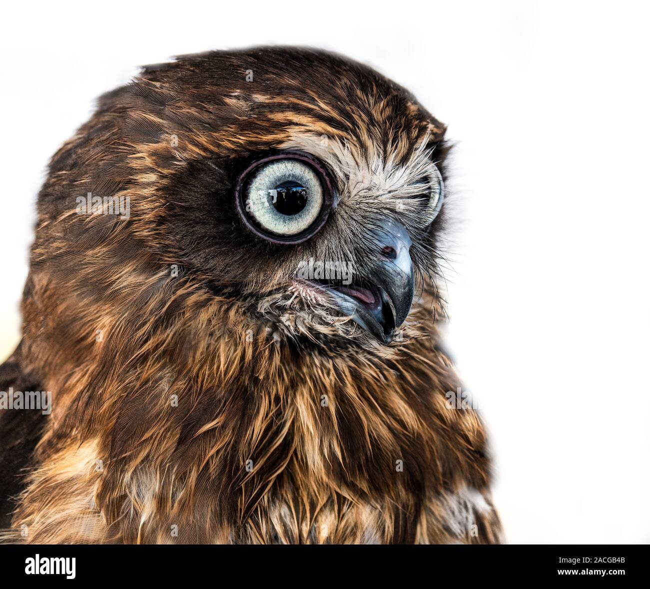 Boobook owl australia hi-res stock photography and images - Alamy