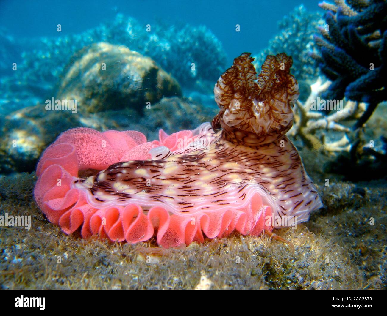 Sea slug laying an egg ribbon (pink mass around edge of sea slug). Sea ...
