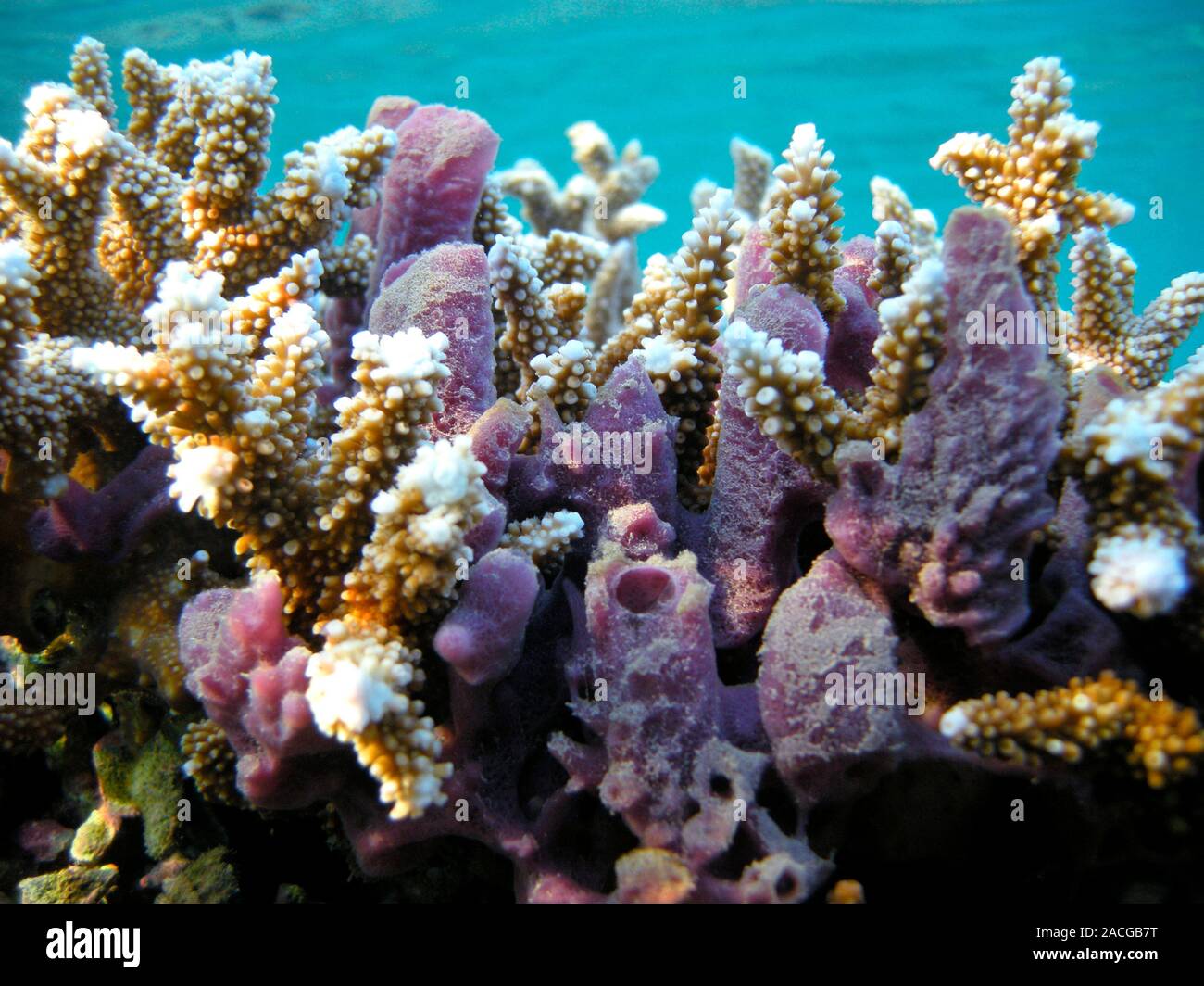 Tube sponges and corals. These are purple tube sponges (Aplysina ...