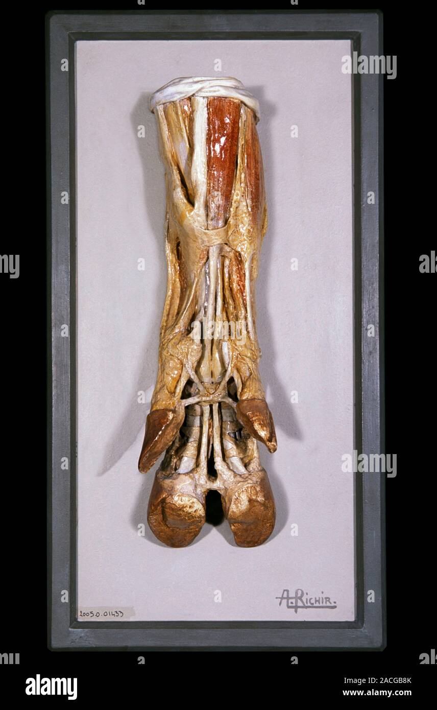 19th century model of a pig's trotter. Coloured plaster moulding of a ...
