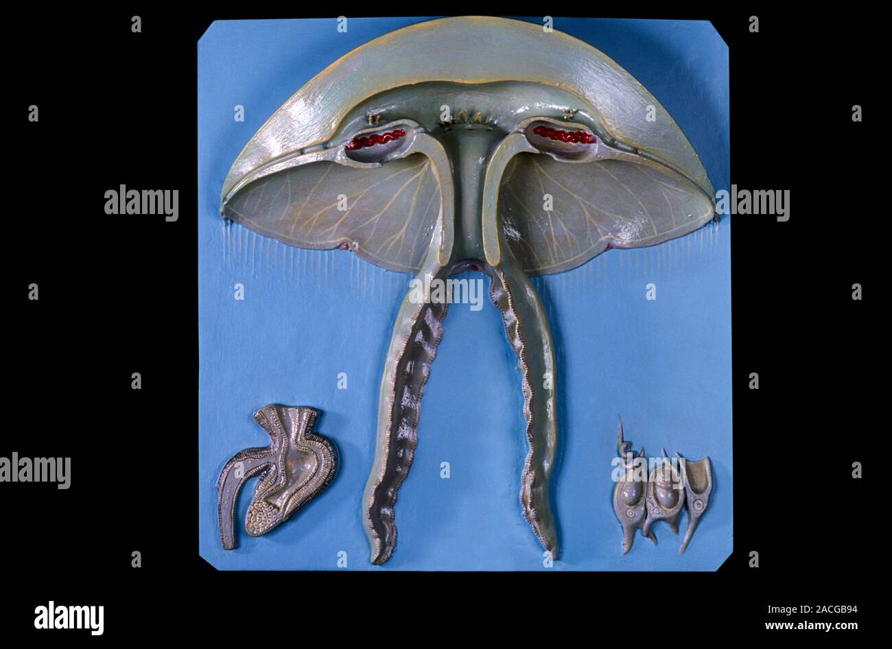 Anatomical model of a jellyfish. Resin model of a dissected jellyfish ...
