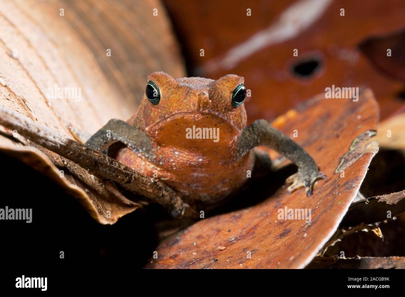 Tropical toad in leaf litter. This is Bufo castaneoticus, a species of ...