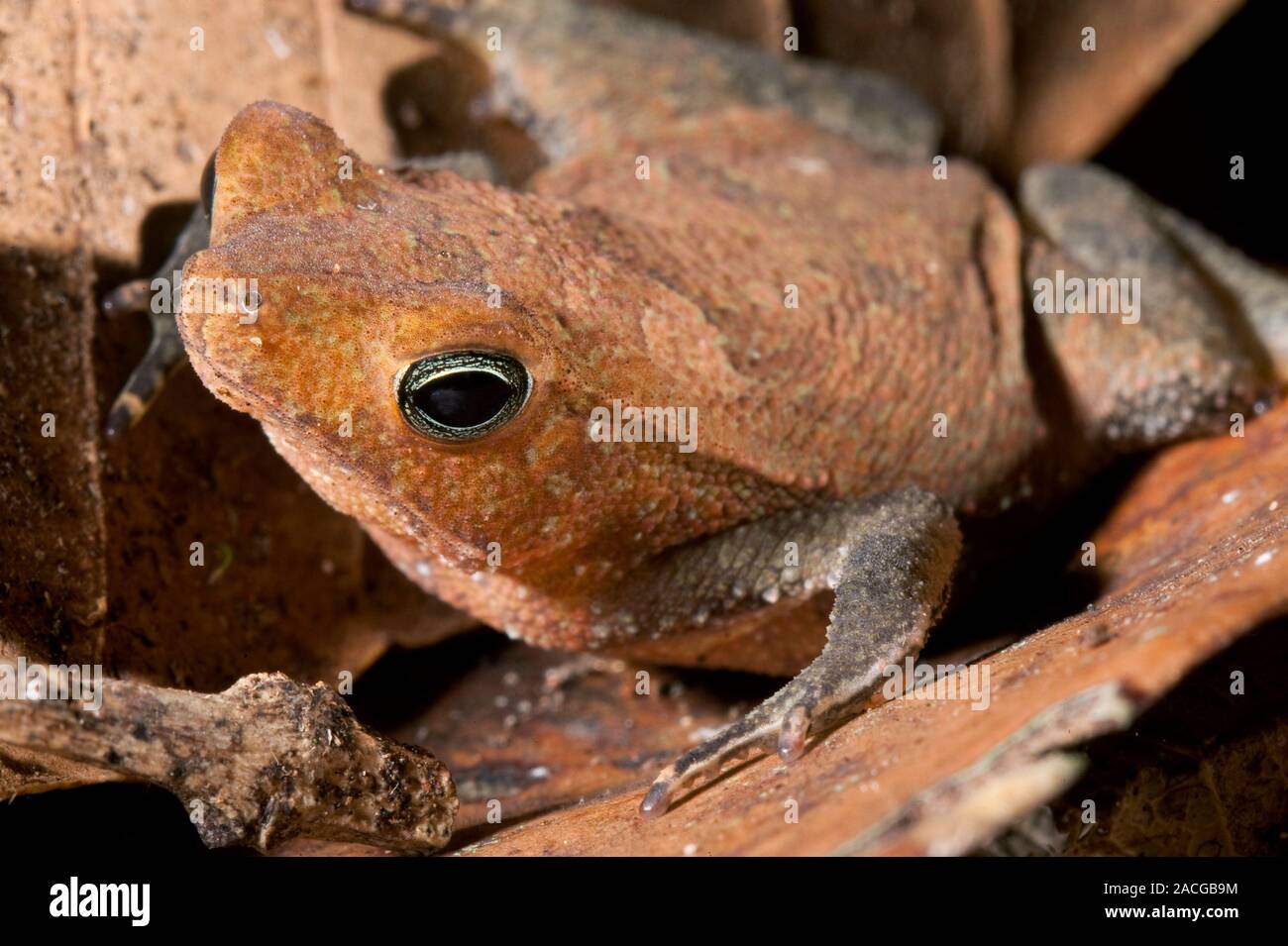 Tropical toad in leaf litter. This is Bufo castaneoticus, a species of ...