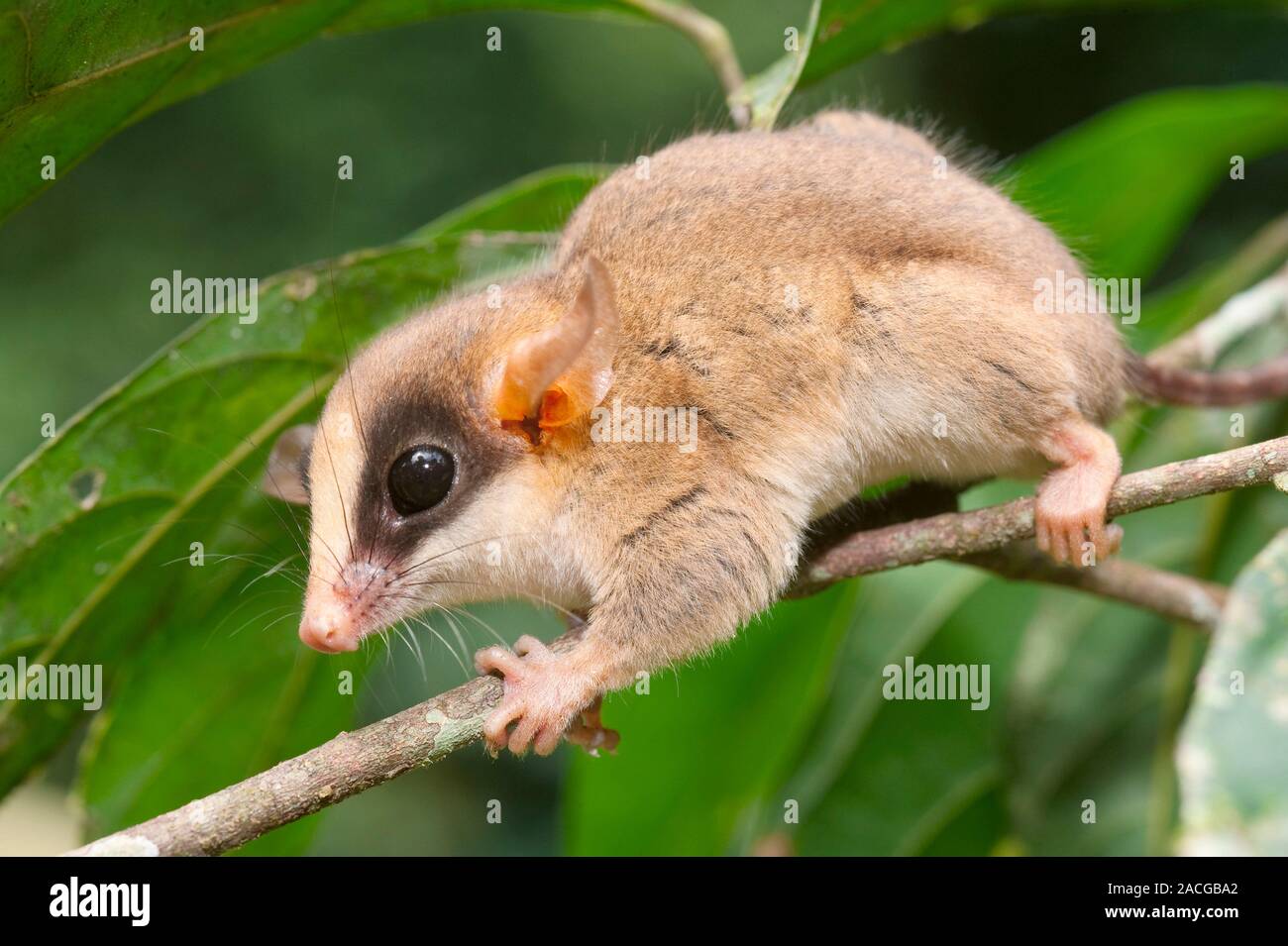 Kalinowski's mouse opossum (Hyladelphys kalinowskii) on a small branch ...
