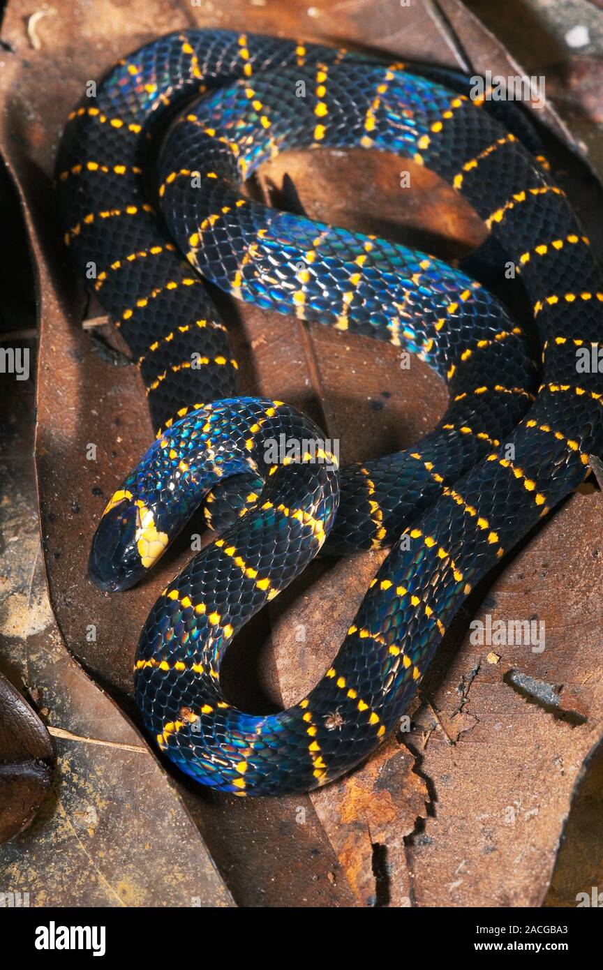 Carib coral snake (Micrurus psyches) on leaf litter. The coral snakes ...