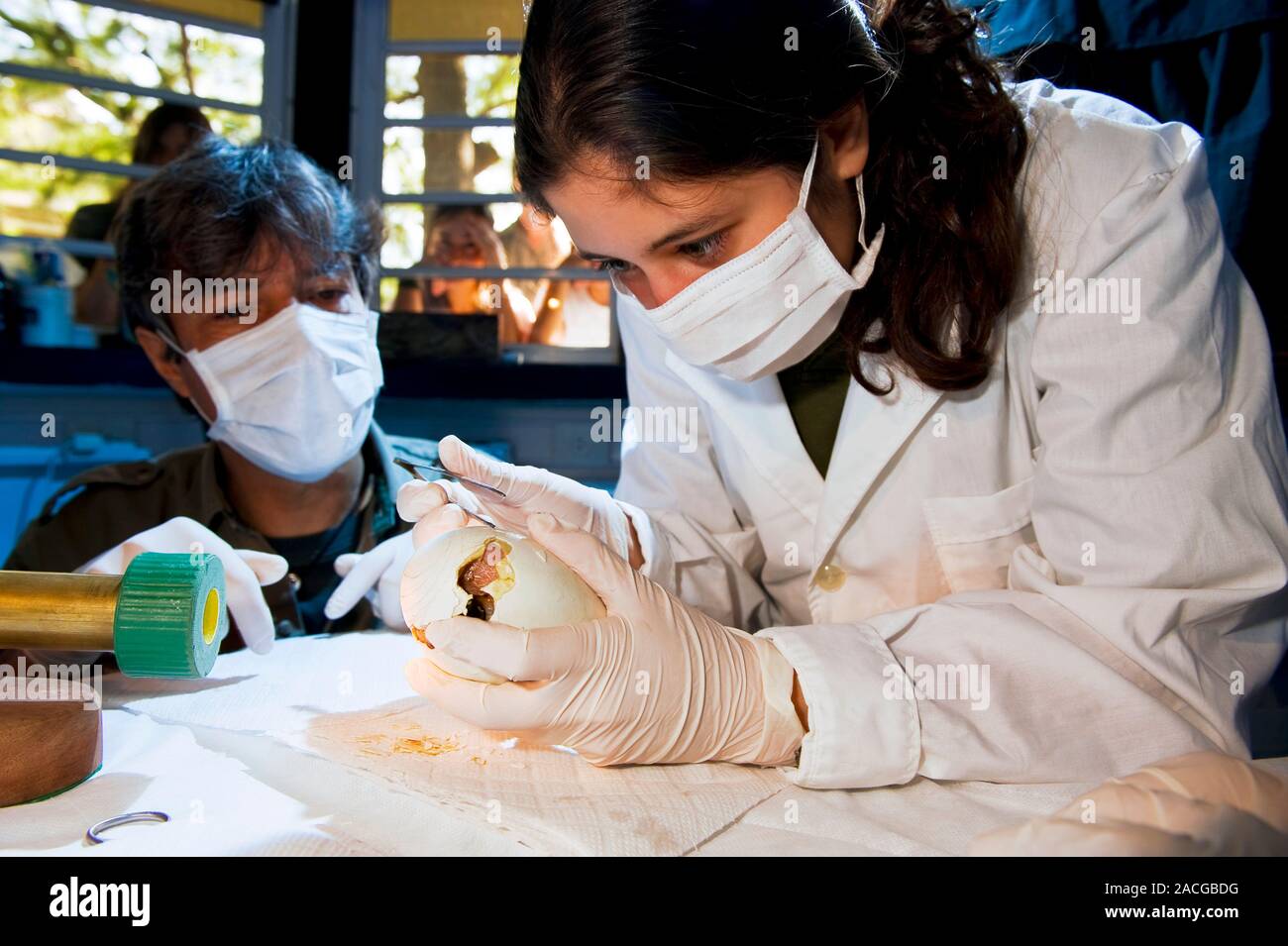 Andean Condor Conservation Project. Worker assisting in the birth of an ...