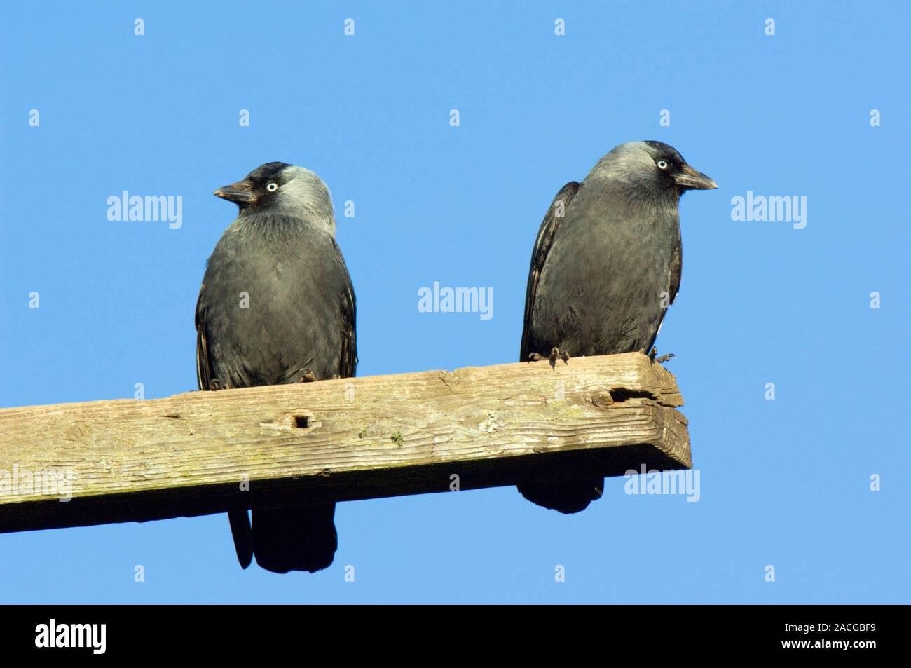Two Jackdaws (Corvus monedula), perched together on a wooden beam Stock ...