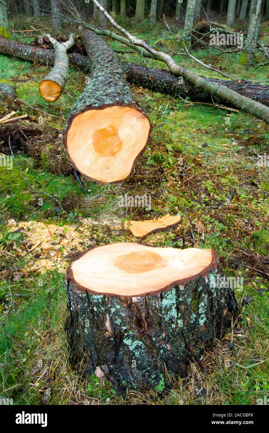 A Scots Pine tree trunk (Pinus sylvestris), felled during forestry ...