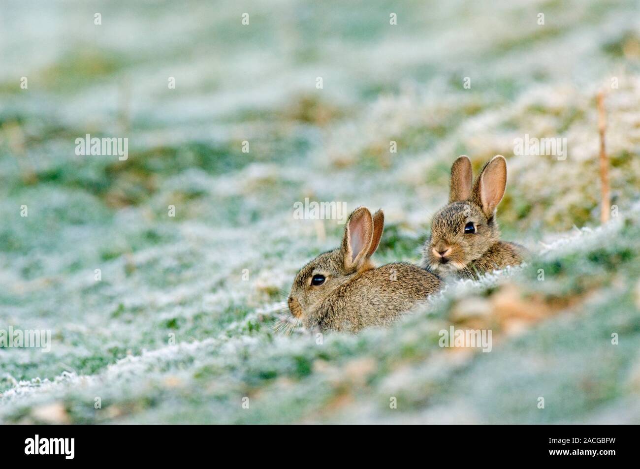 Two young Rabbits (Oryctolagus cuniculus), outside their burrow on a ...