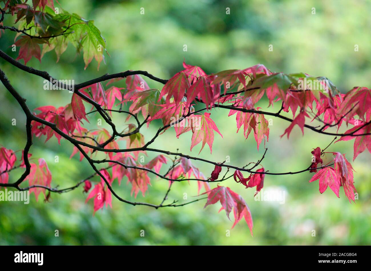 Branches and autumn foliage of Maple (Acer palmatum 'Osakazuki' Stock ...