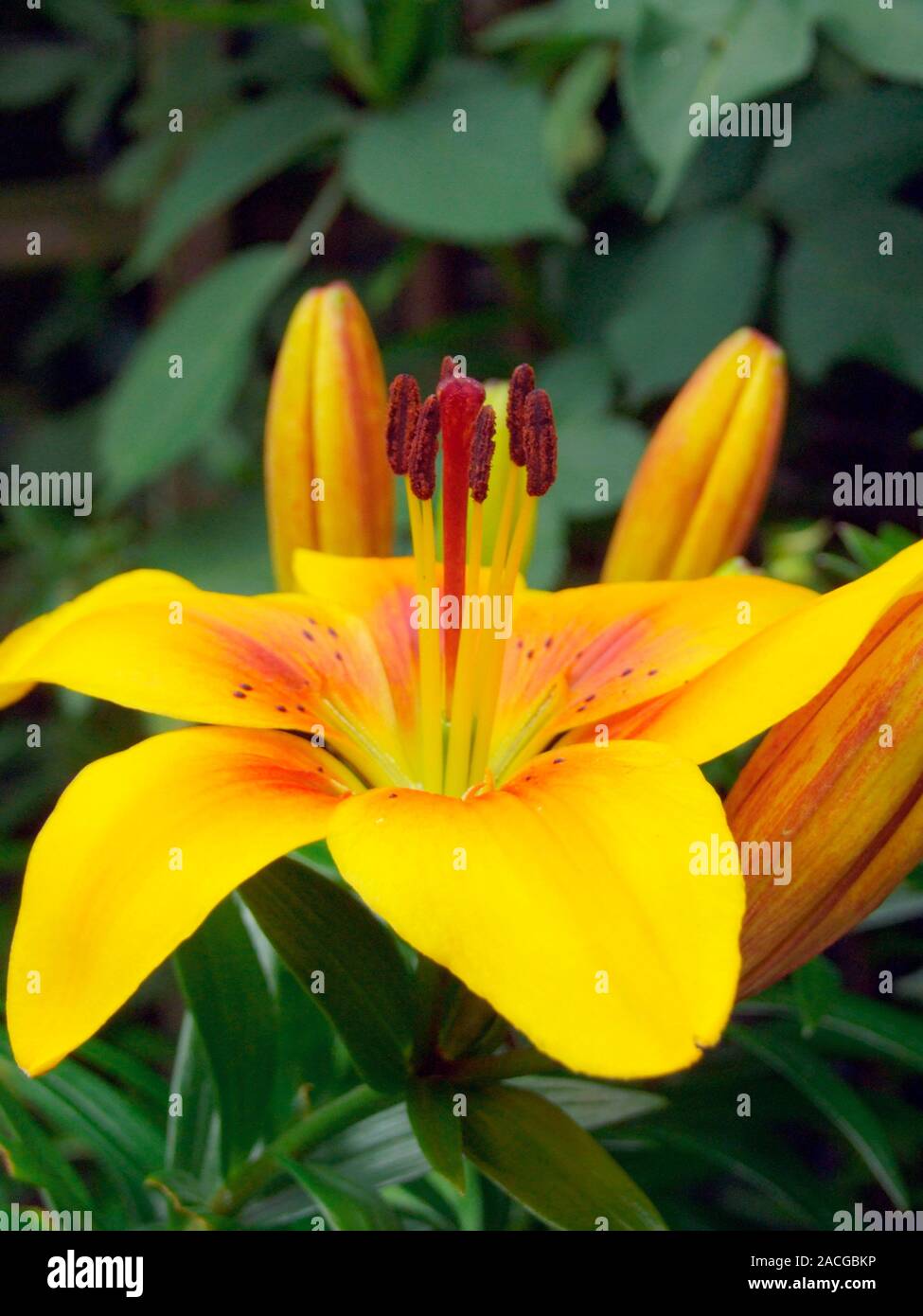 Lily 'Buff Pixie' (Lilium) flower. Photographed in the UK Stock Photo ...